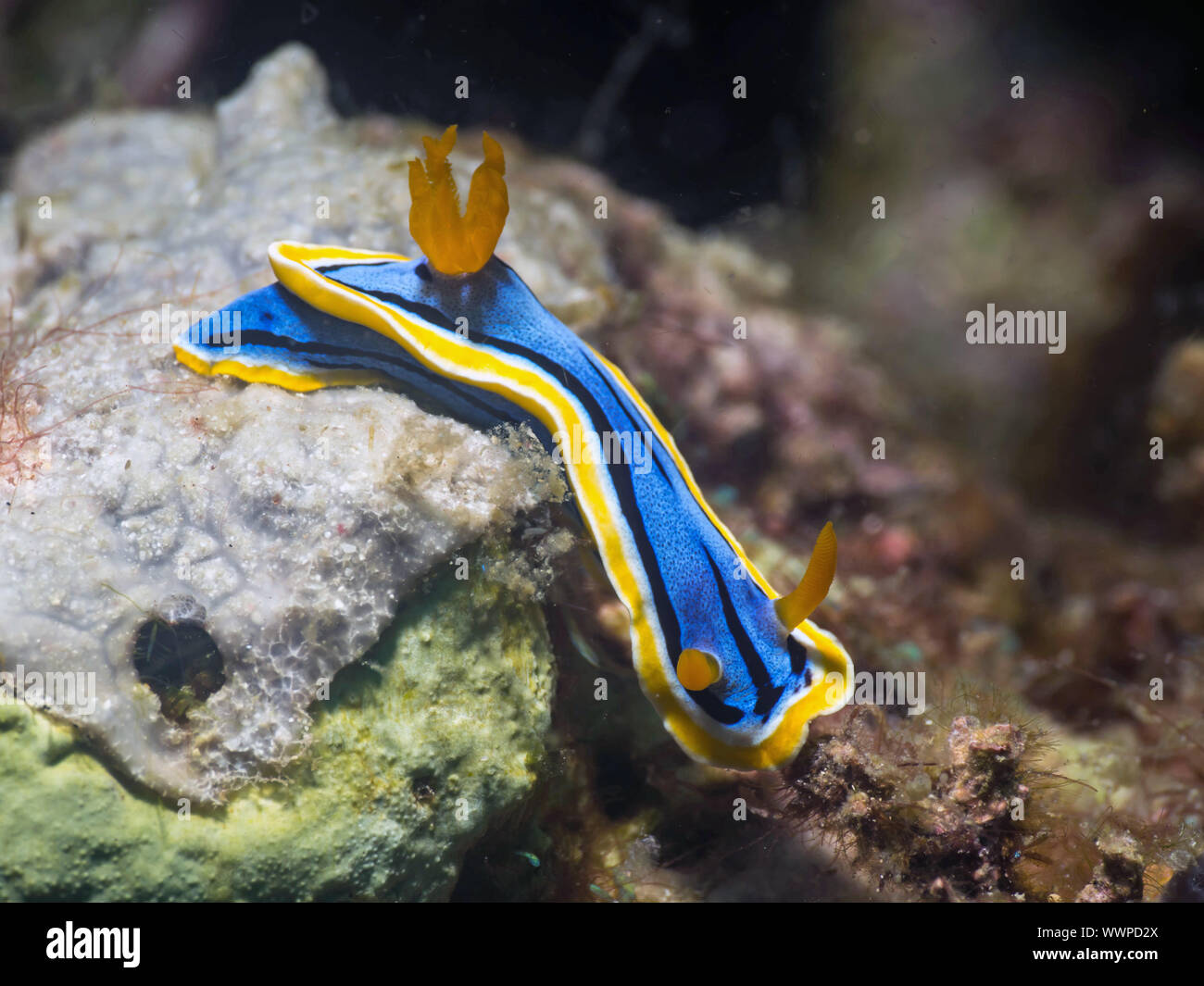Chromodoris annae hi-res stock photography and images - Alamy