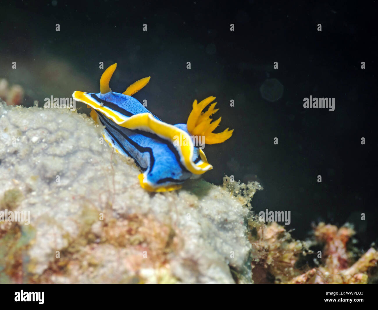 colourful nudibranch (Chromodoris annae Stock Photo - Alamy