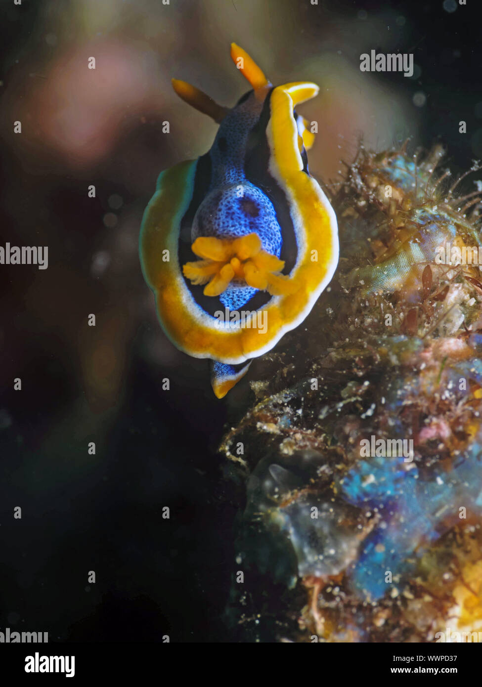 Chromodoris annae hi-res stock photography and images - Alamy