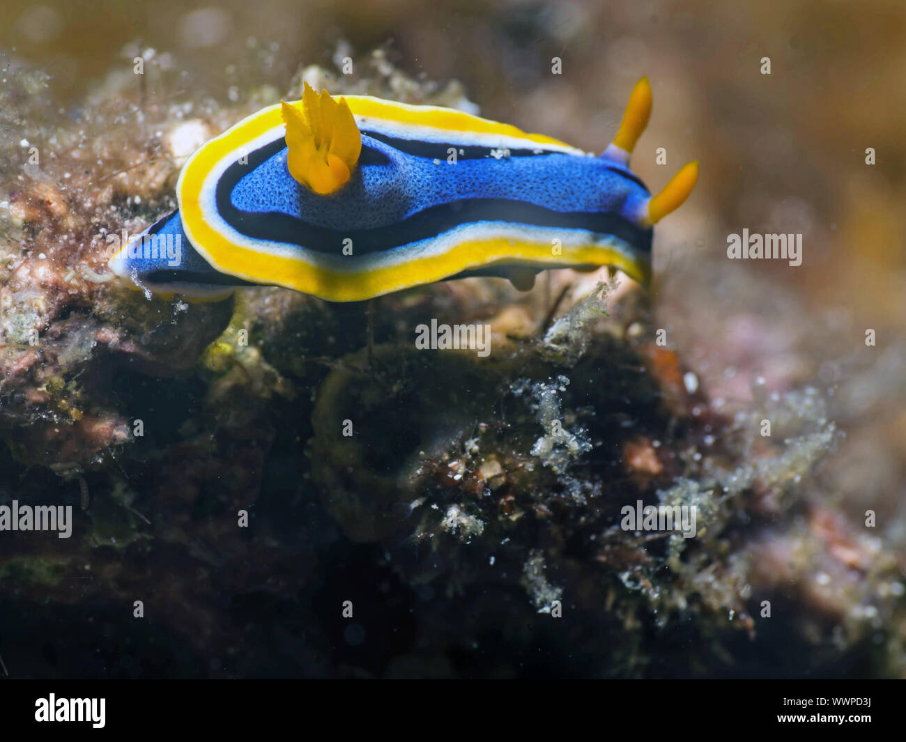 Chromodoris sea slug in hi-res stock photography and images - Alamy