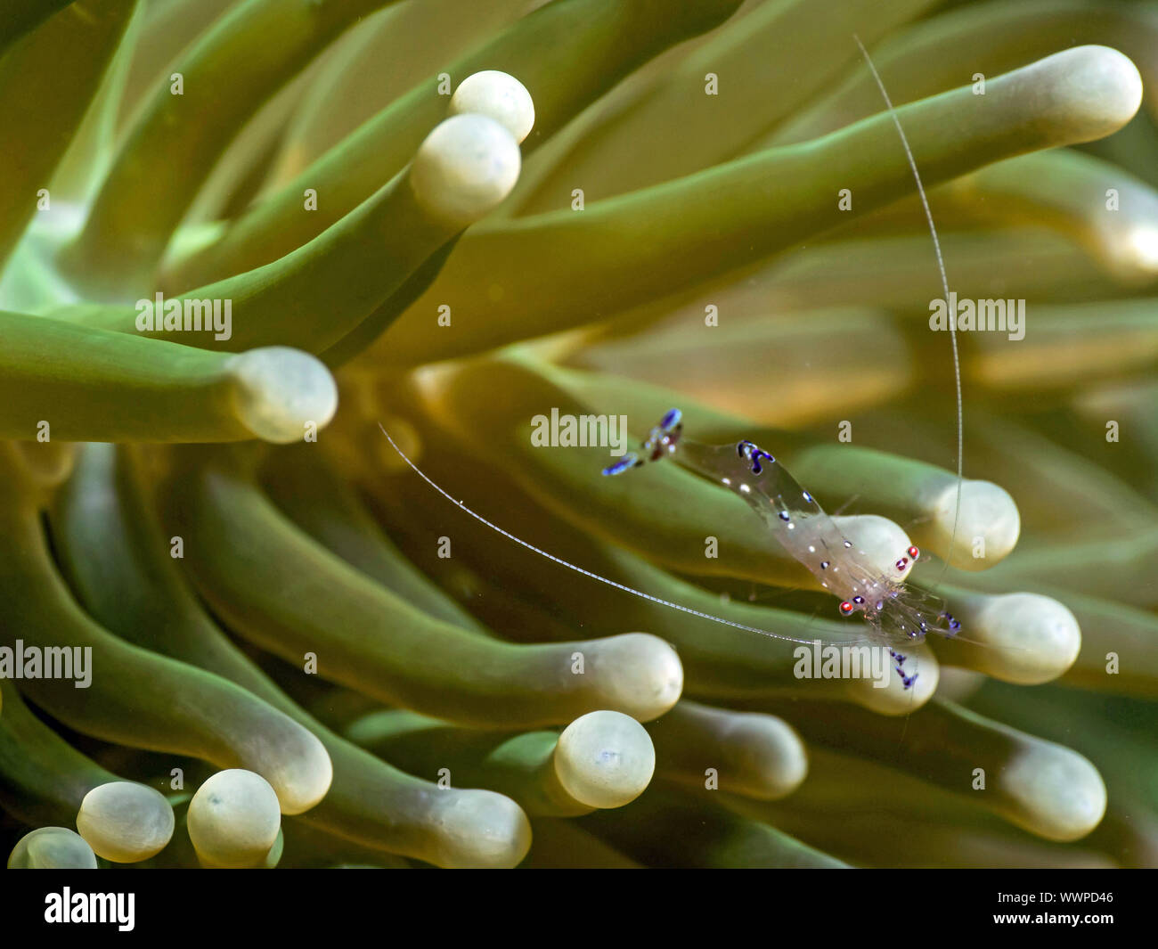 Indo pacific ocean hi-res stock photography and images - Alamy