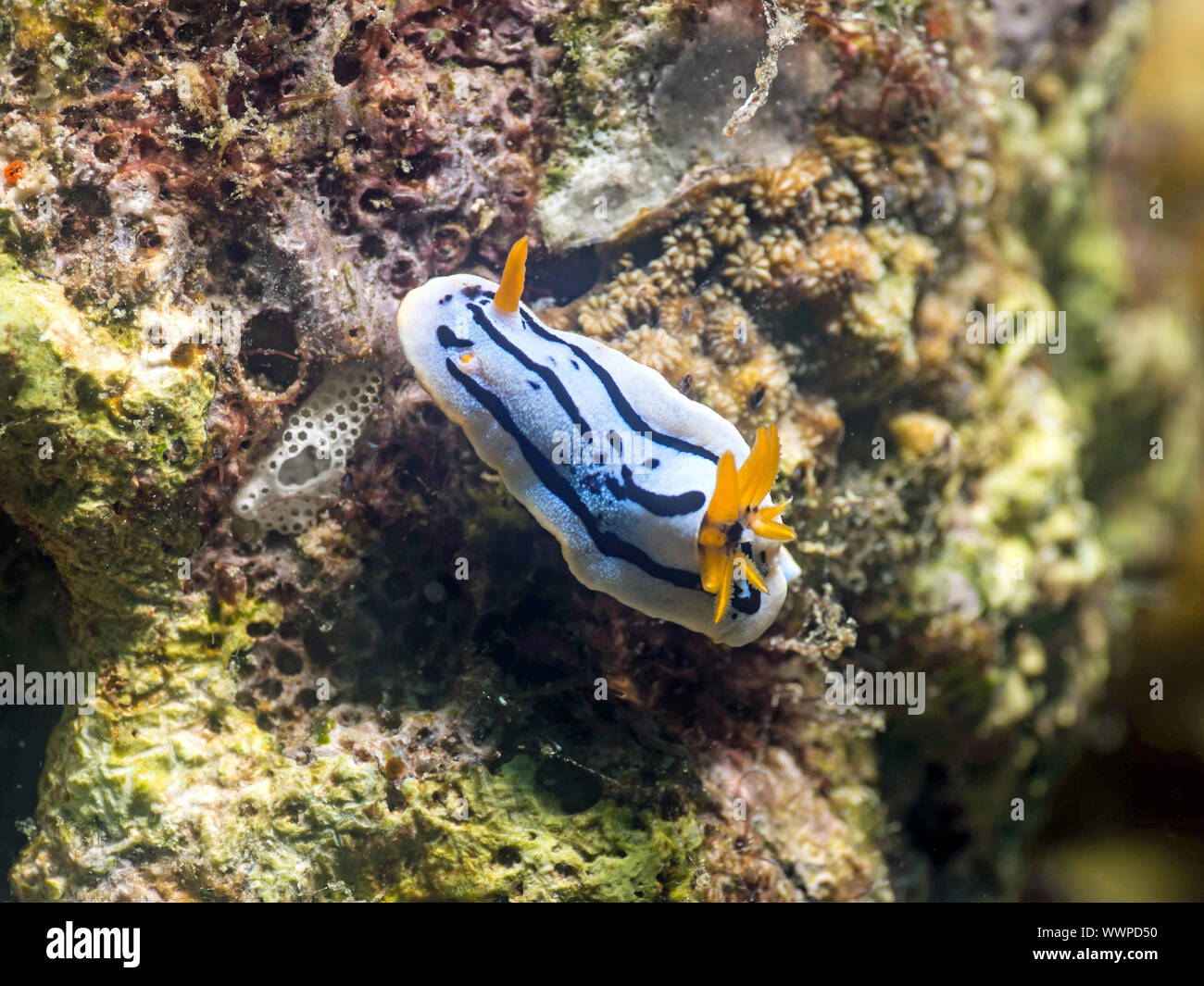 Chromodoris hi-res stock photography and images - Alamy