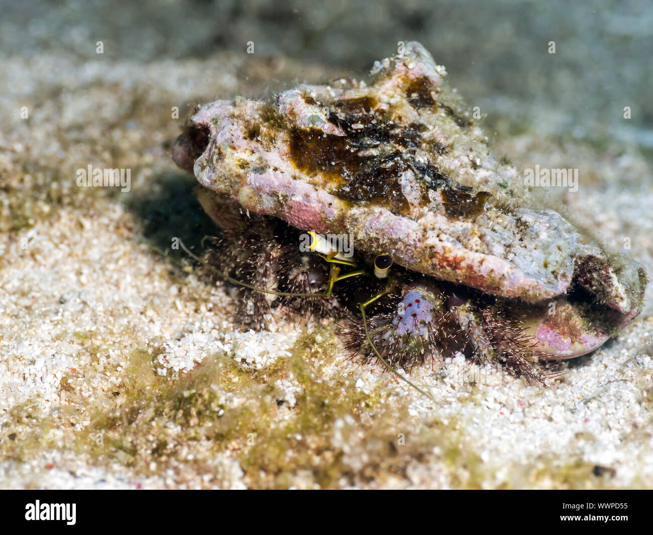 Indo pacific crab hi-res stock photography and images - Alamy