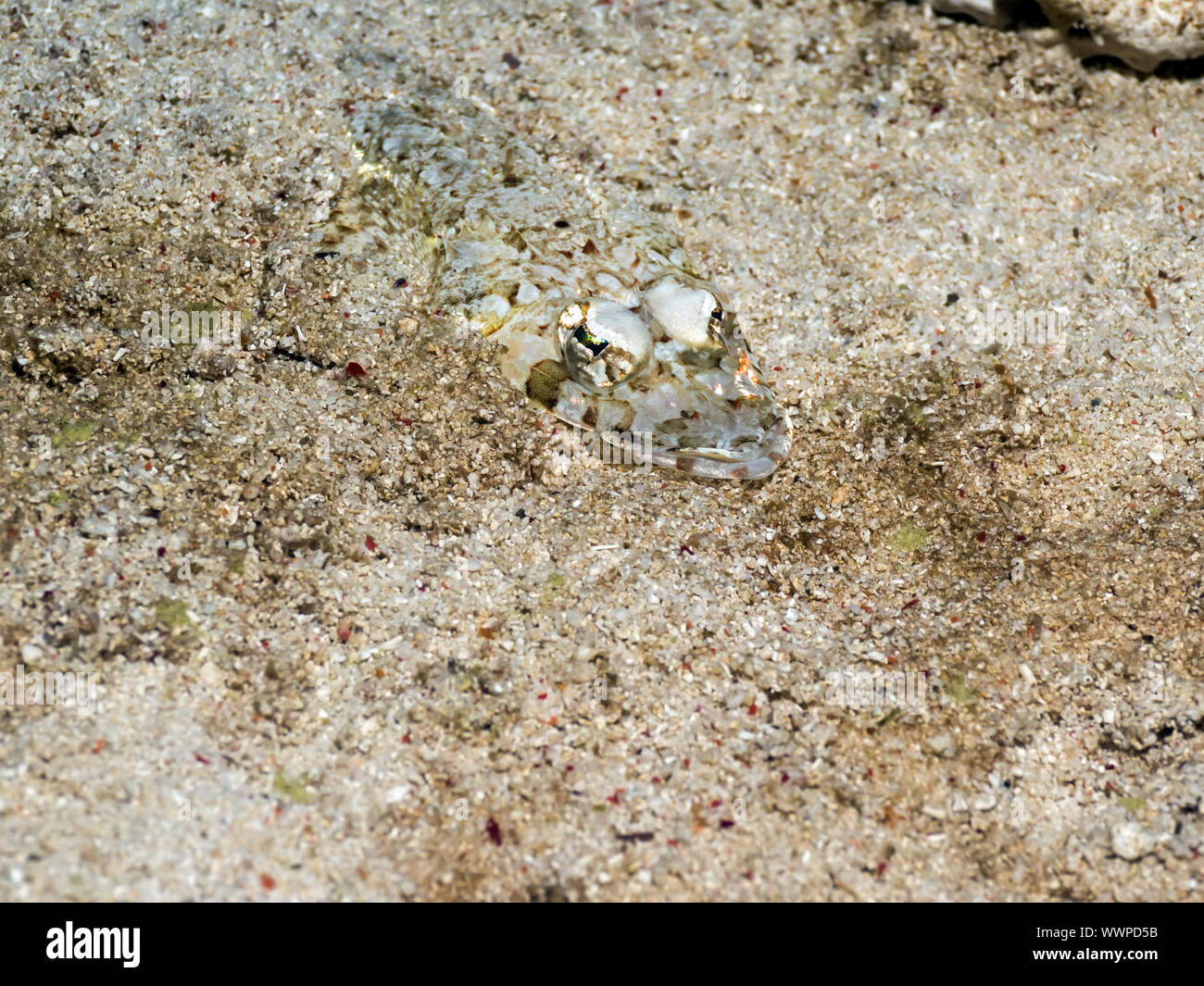 Indo pacific flathead hi-res stock photography and images - Alamy
