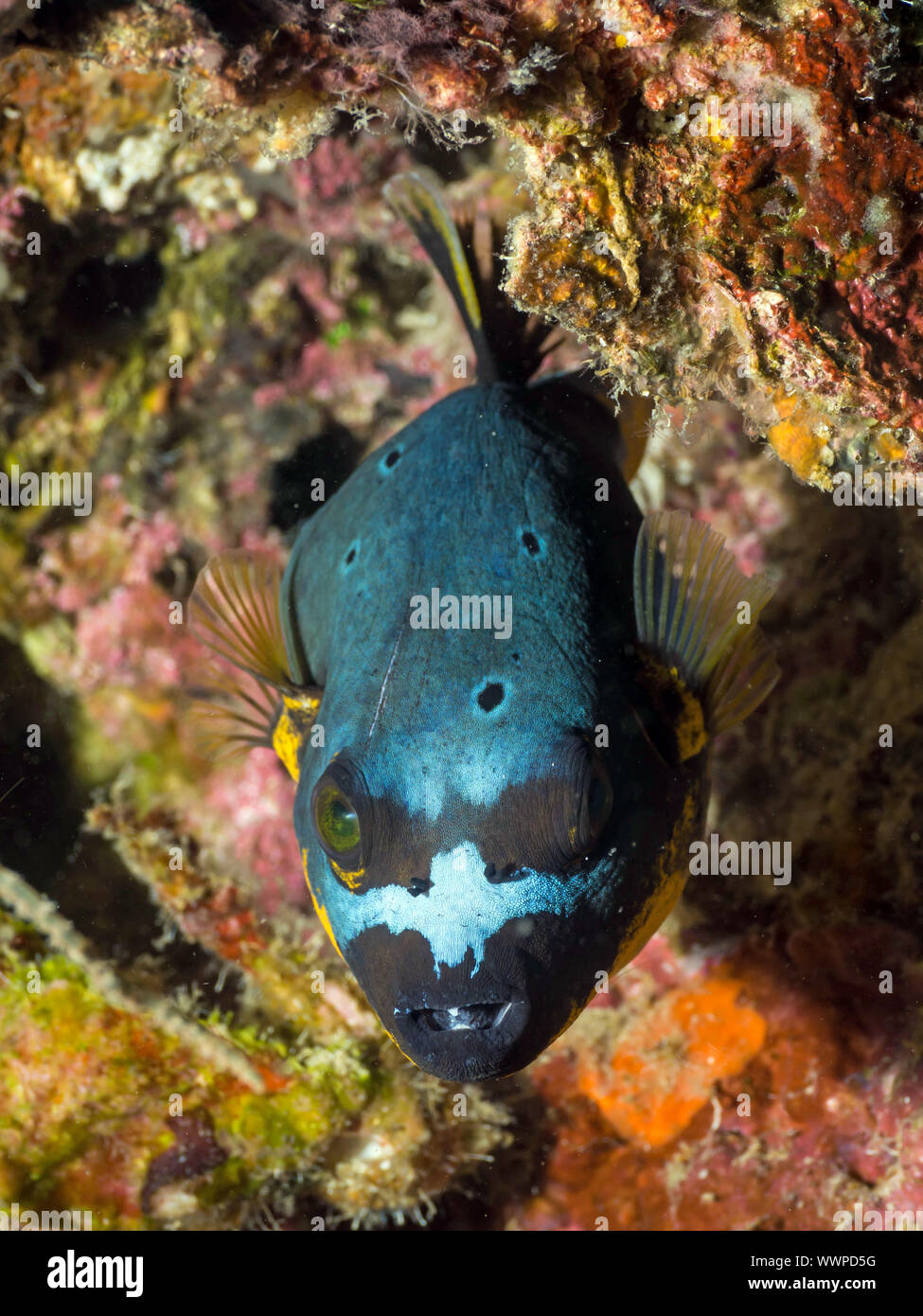 Pufferfish underwater hi-res stock photography and images - Alamy Pufferfish underwater hi-res stock photography and images - Alamy