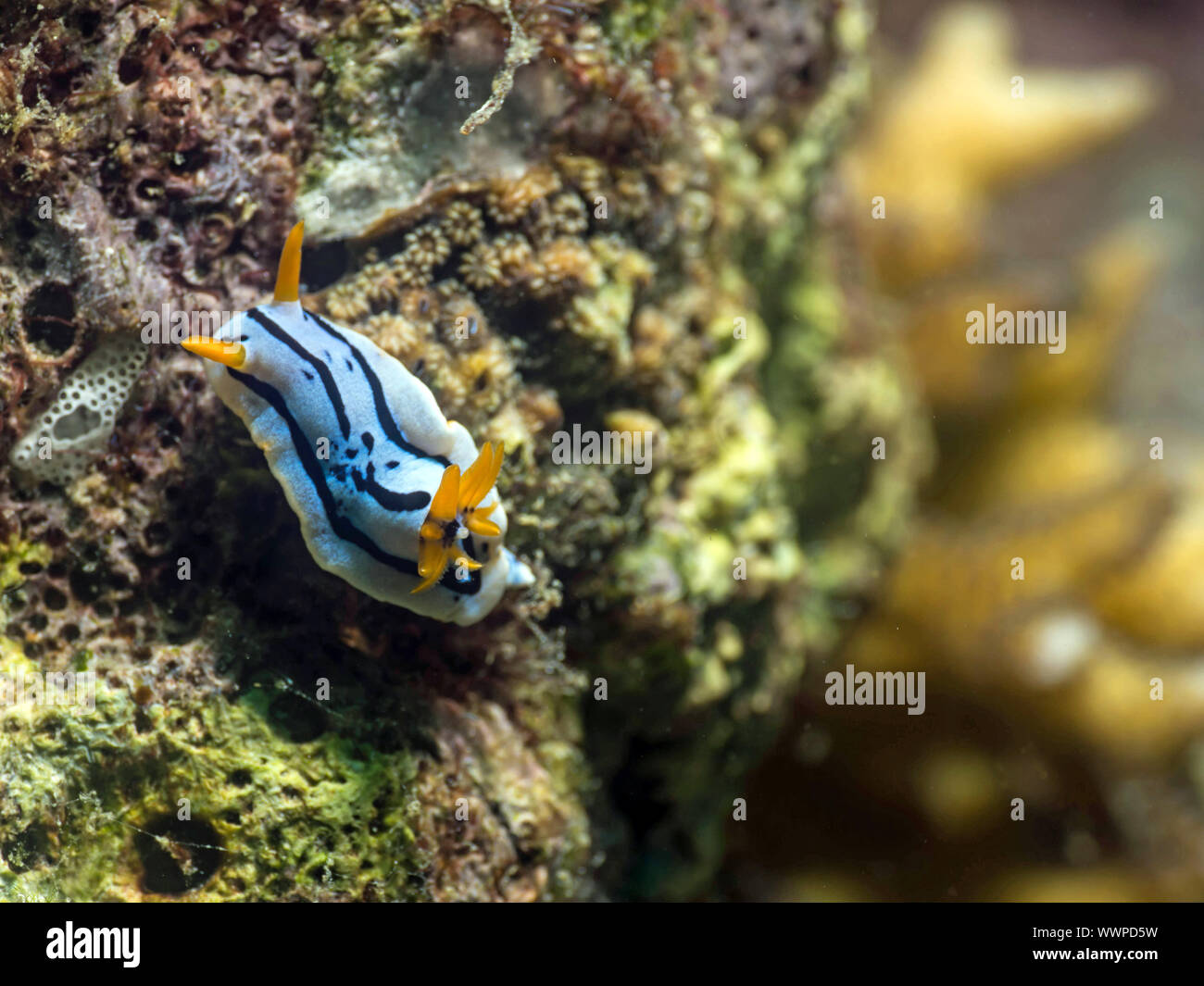 Chromodoris hi-res stock photography and images - Alamy