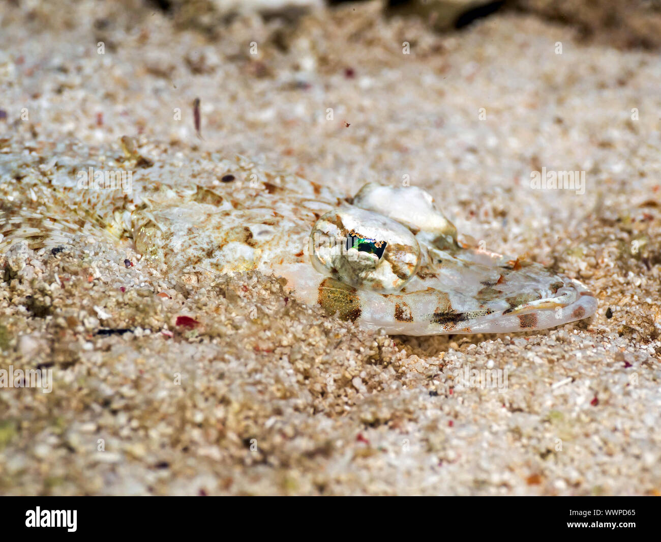Spotted flathead hi-res stock photography and images - Alamy