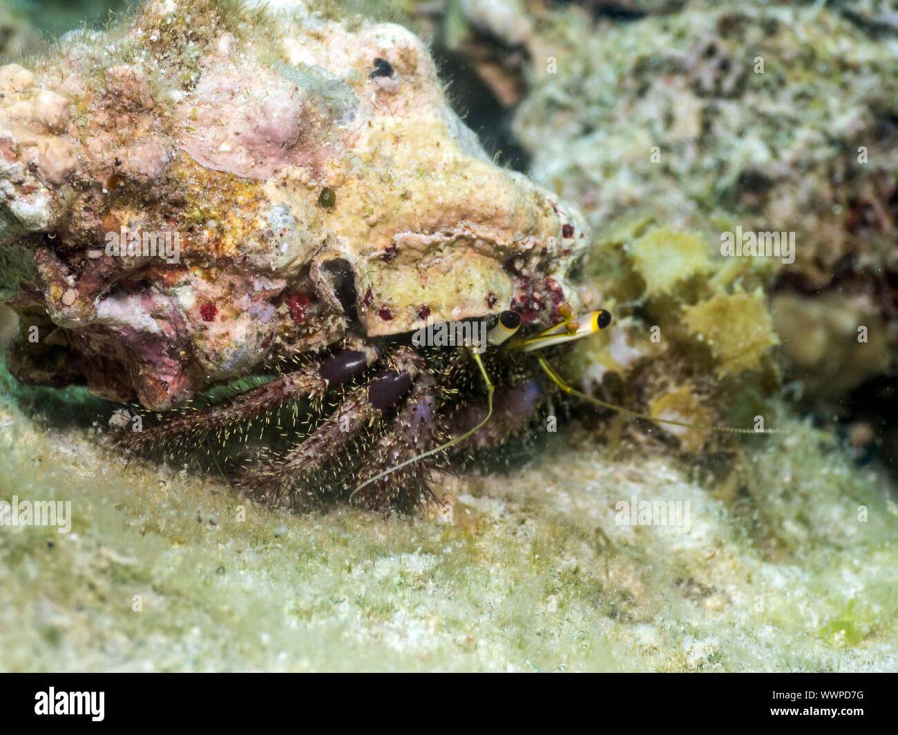 Indo pacific crab hi-res stock photography and images - Alamy