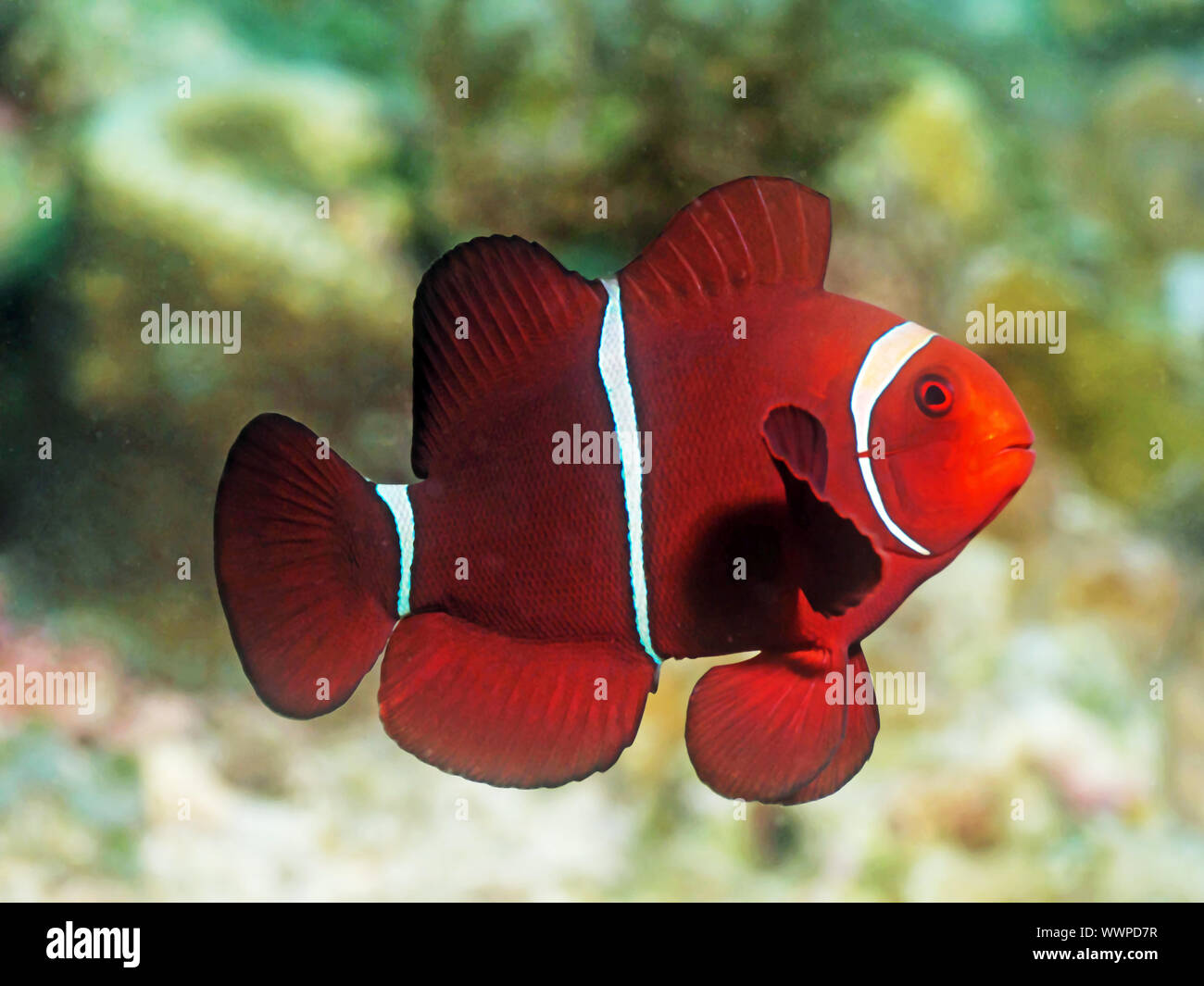 Maroon spine hi-res stock photography and images - Alamy