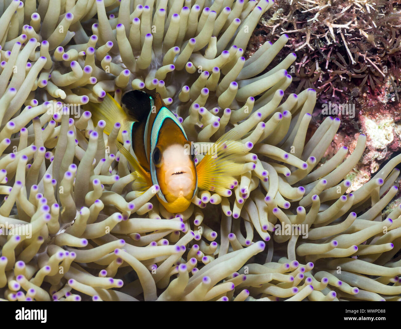 Animal band hi-res stock photography and images - Alamy