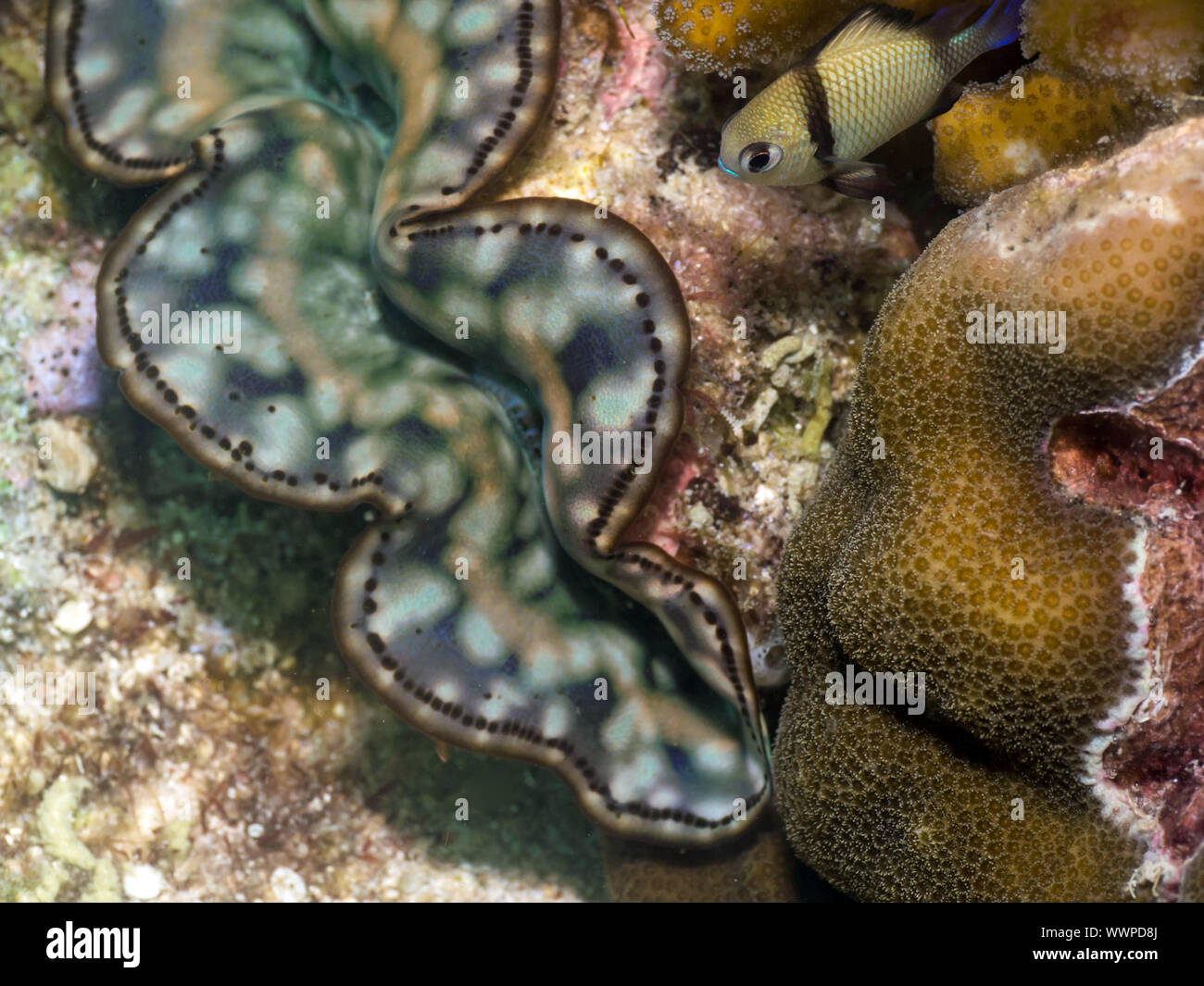 Clam ocean hi-res stock photography and images - Alamy