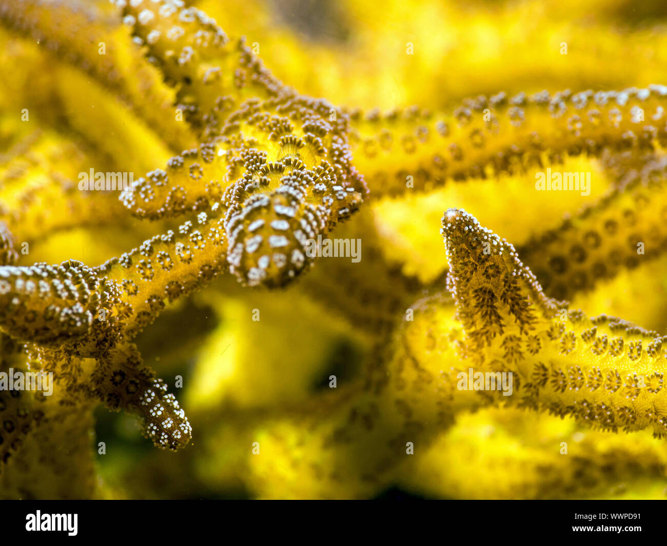 Yellow coral underwater hi-res stock photography and images - Alamy