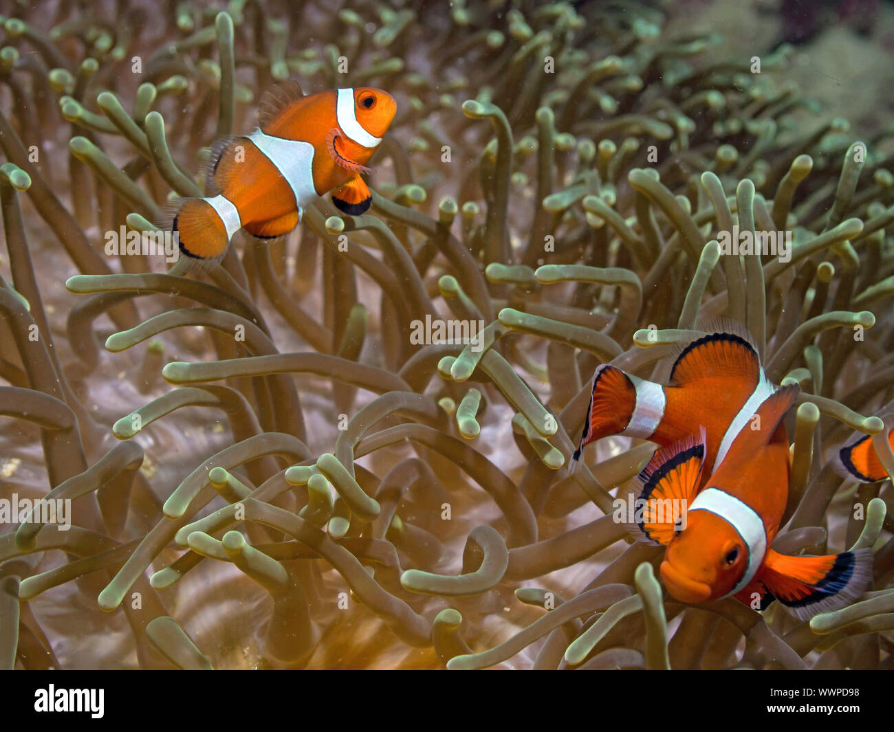 Ocellari hi-res stock photography and images - Alamy