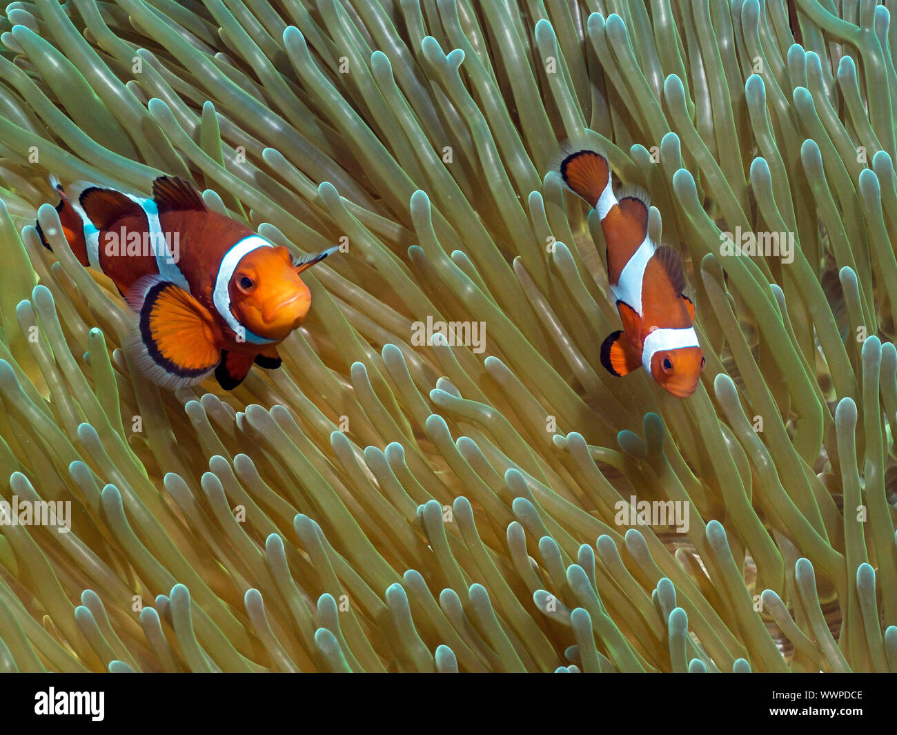 Ocellaris clownfish hi-res stock photography and images - Alamy