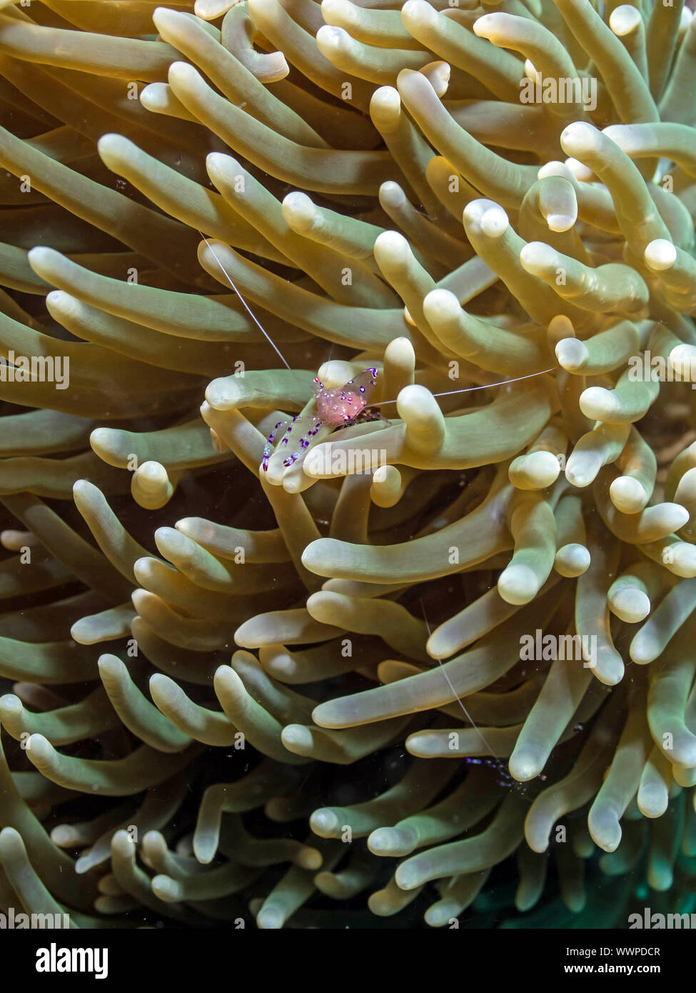 Cleaner shrimp underwater hi-res stock photography and images - Alamy