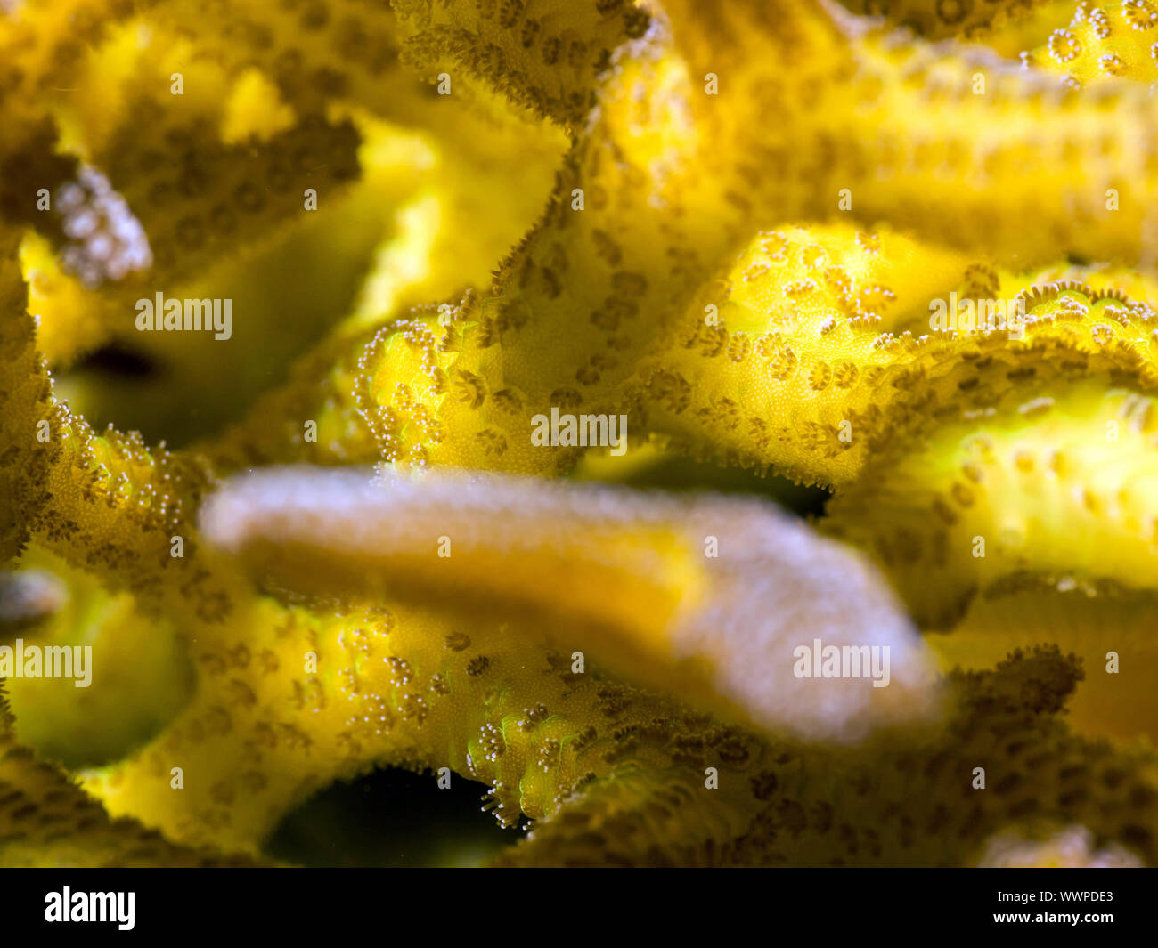 Yellow coral / Close up Stock Photo - Alamy