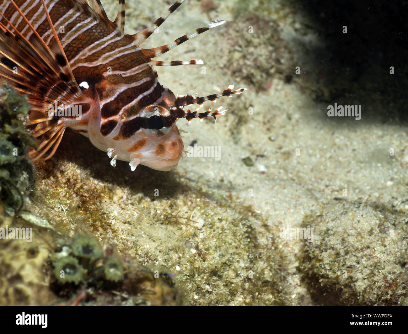 Indo pacific asia hi-res stock photography and images - Alamy