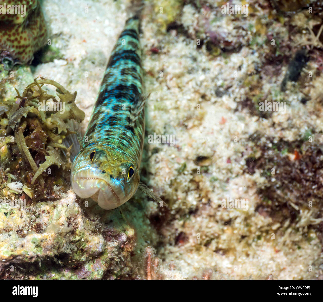 Wildlife of asia hi-res stock photography and images - Alamy