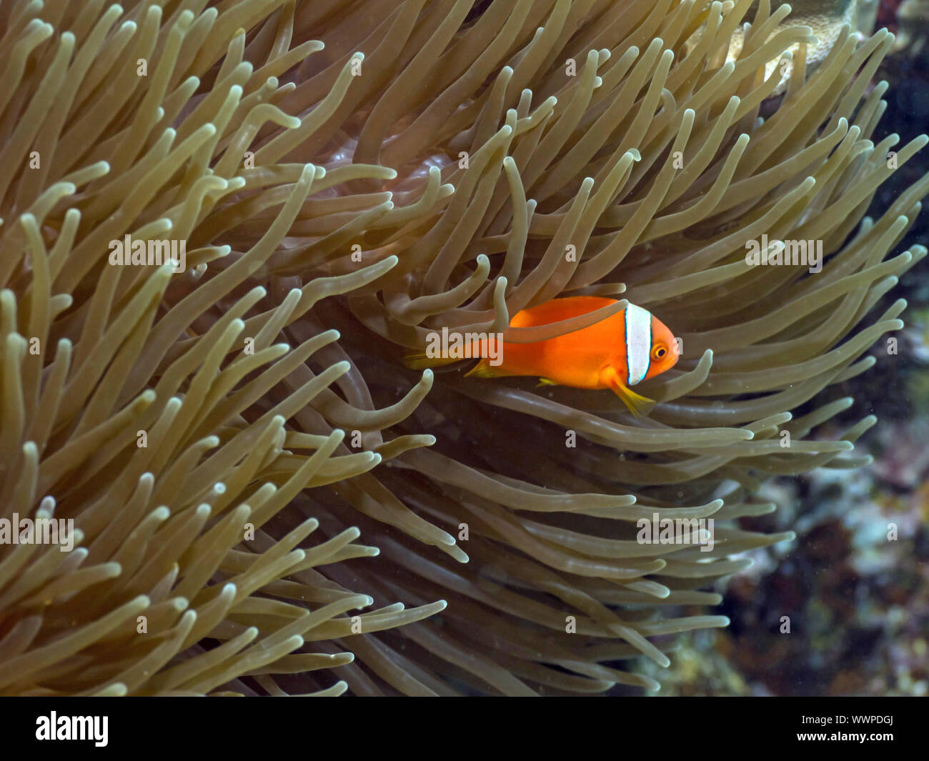 Anemonefish (Amphiprion barberi Stock Photo - Alamy
