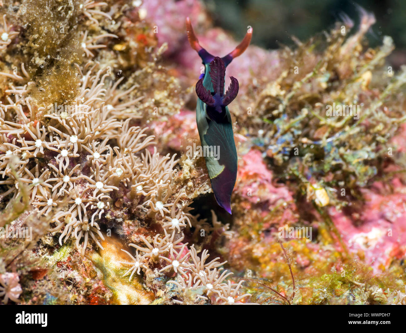 Bohol nudibranch hi-res stock photography and images - Alamy