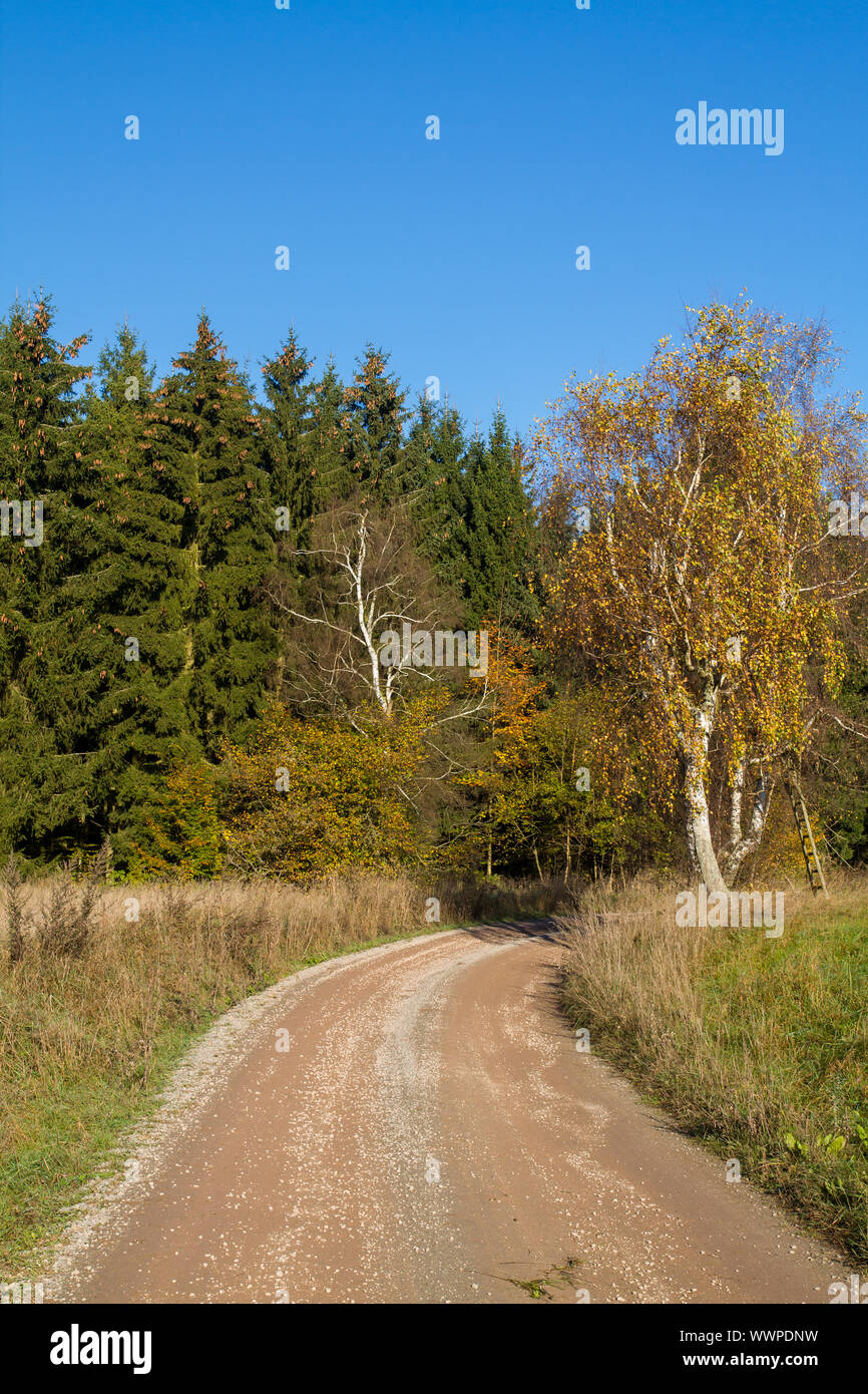 Driveway forest hi-res stock photography and images - Alamy