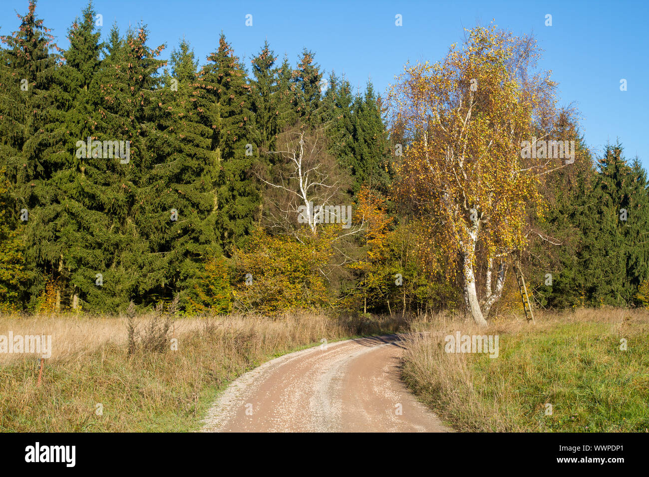 Driveway forest hi-res stock photography and images - Alamy