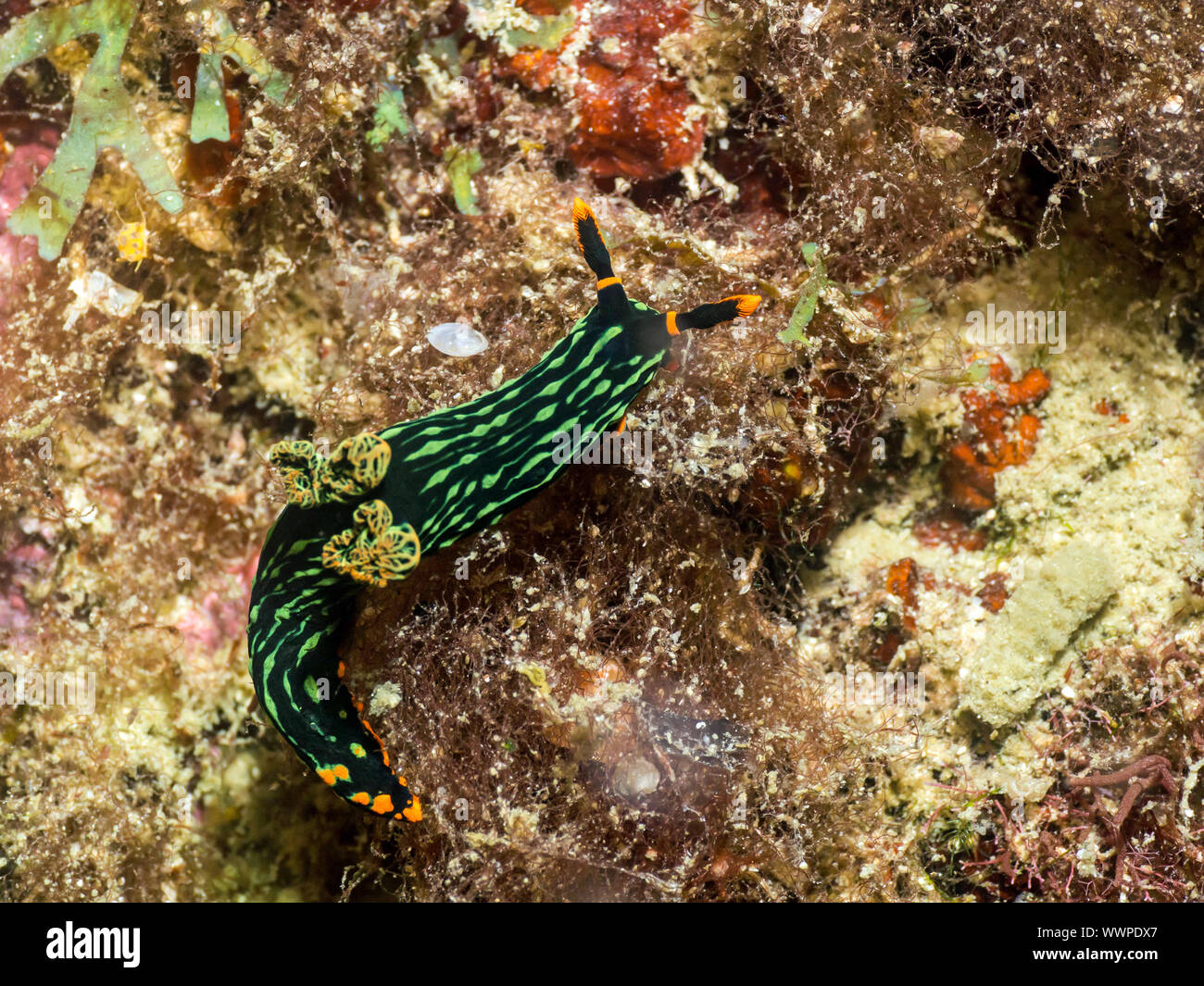 colourful nudibranch (Nembrotha kubaryana Stock Photo - Alamy