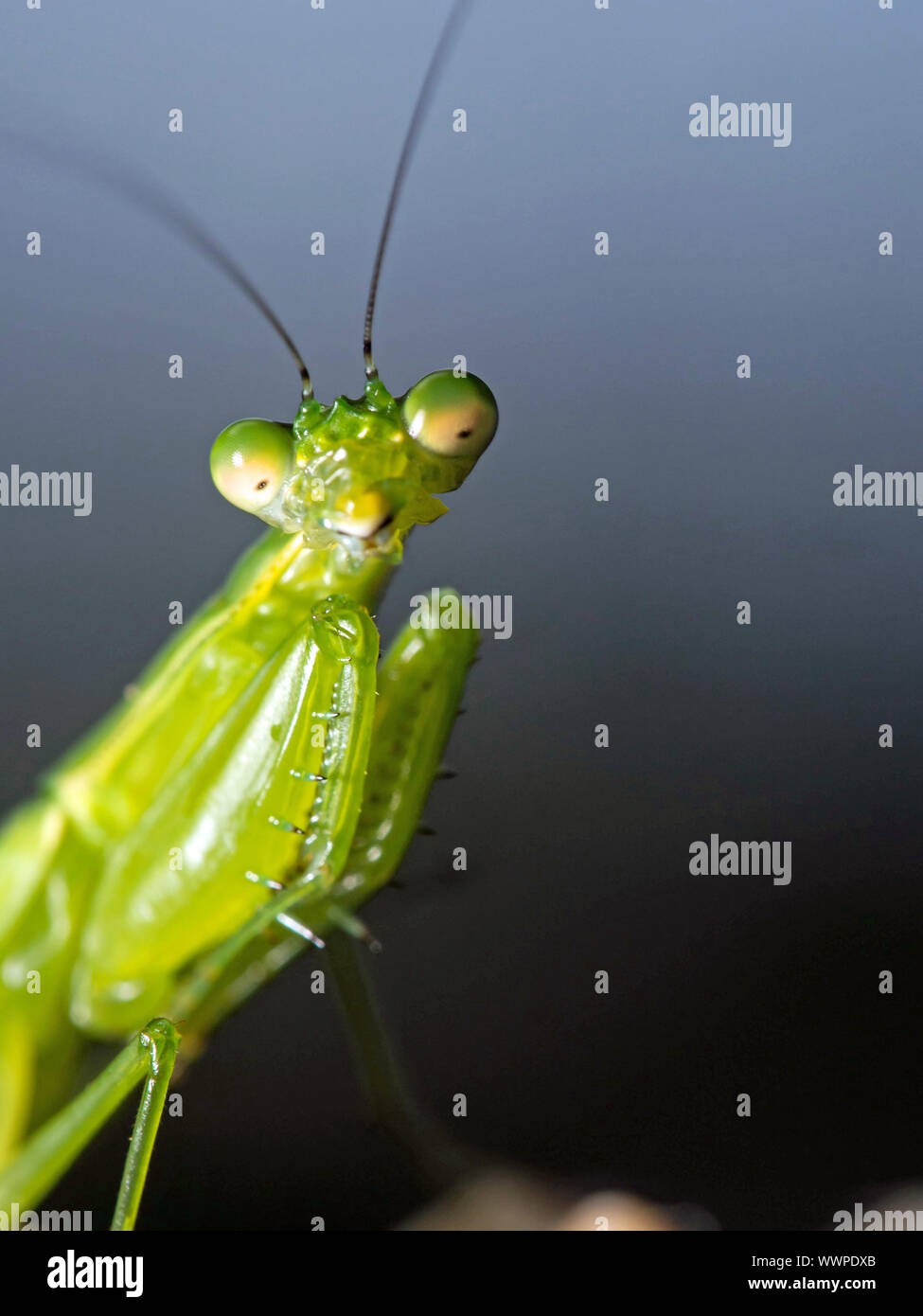 Close up mantis hi-res stock photography and images - Alamy