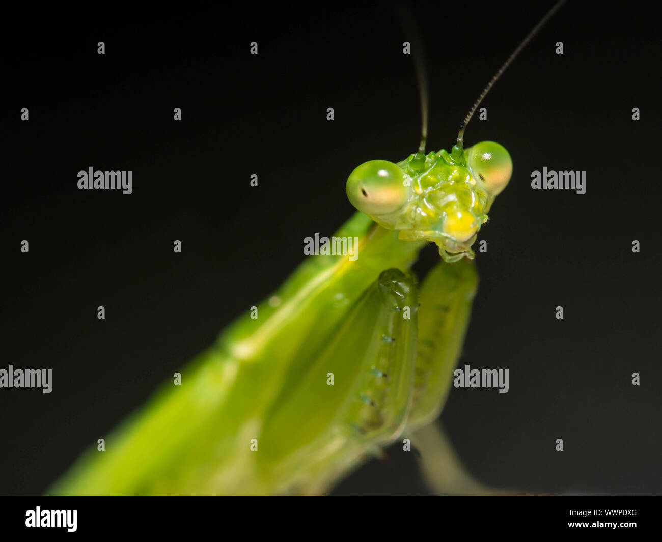 Close up mantis hi-res stock photography and images - Alamy