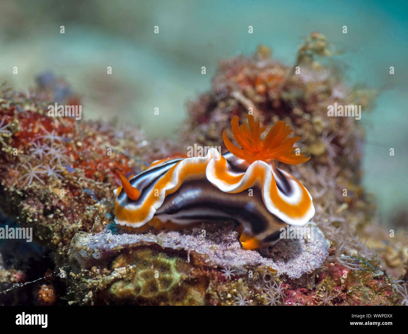 Nudibranch chromodoris hi-res stock photography and images - Alamy