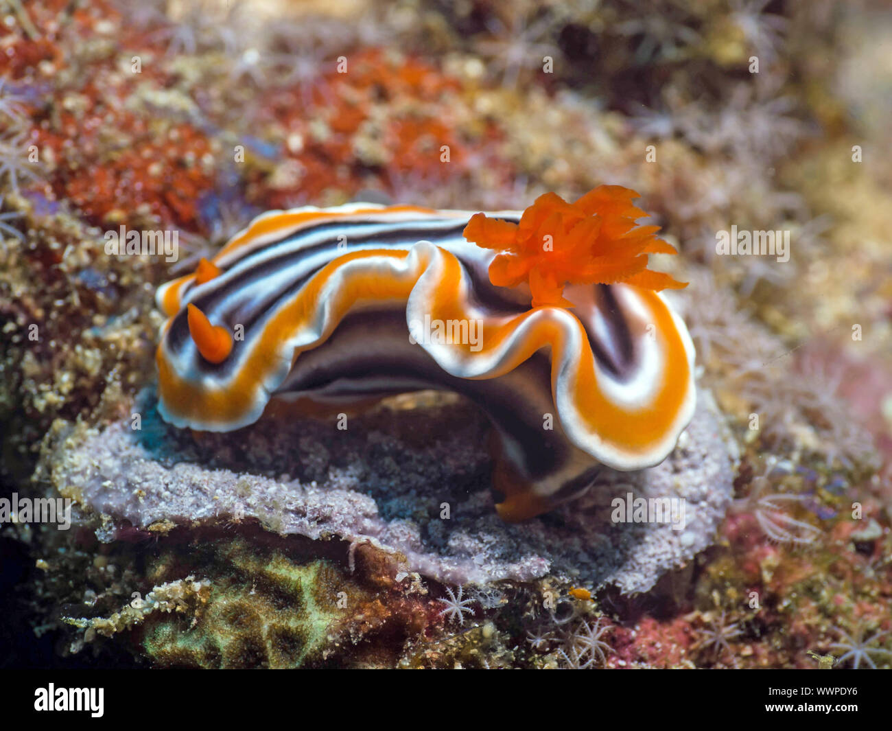 Chromodoris quadricolor hi-res stock photography and images - Alamy