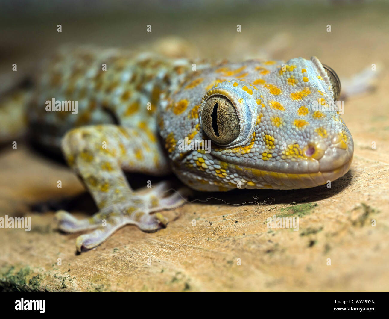 Tokay gecko hi-res stock photography and images - Alamy