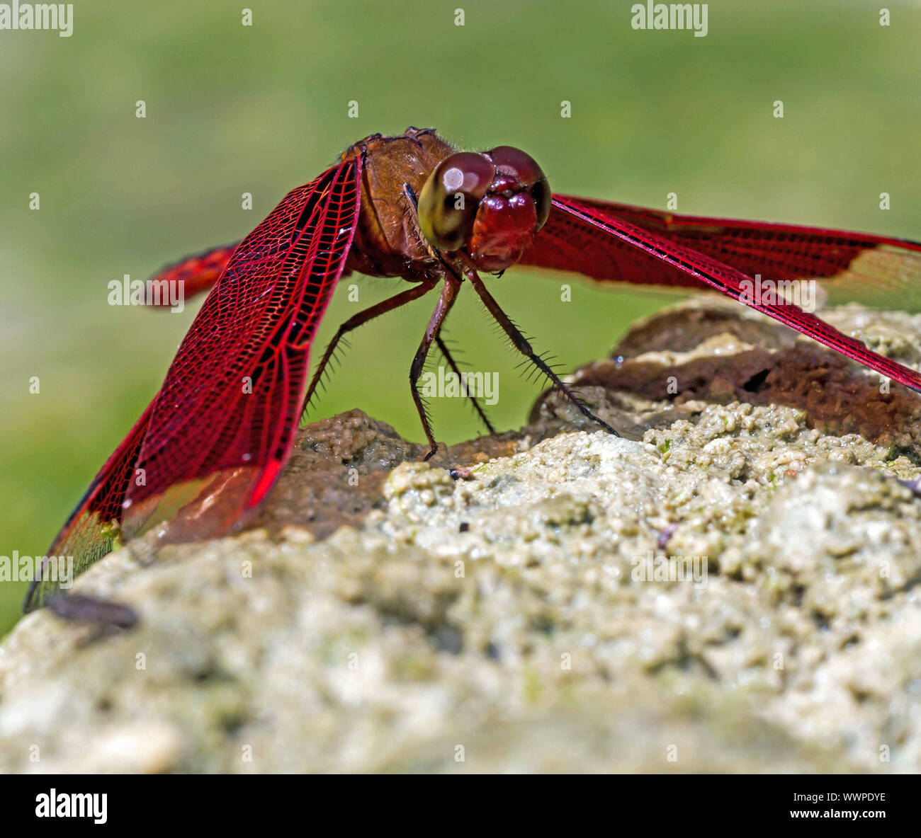 Fulvous Forest Skimmer Stock Photo - Alamy