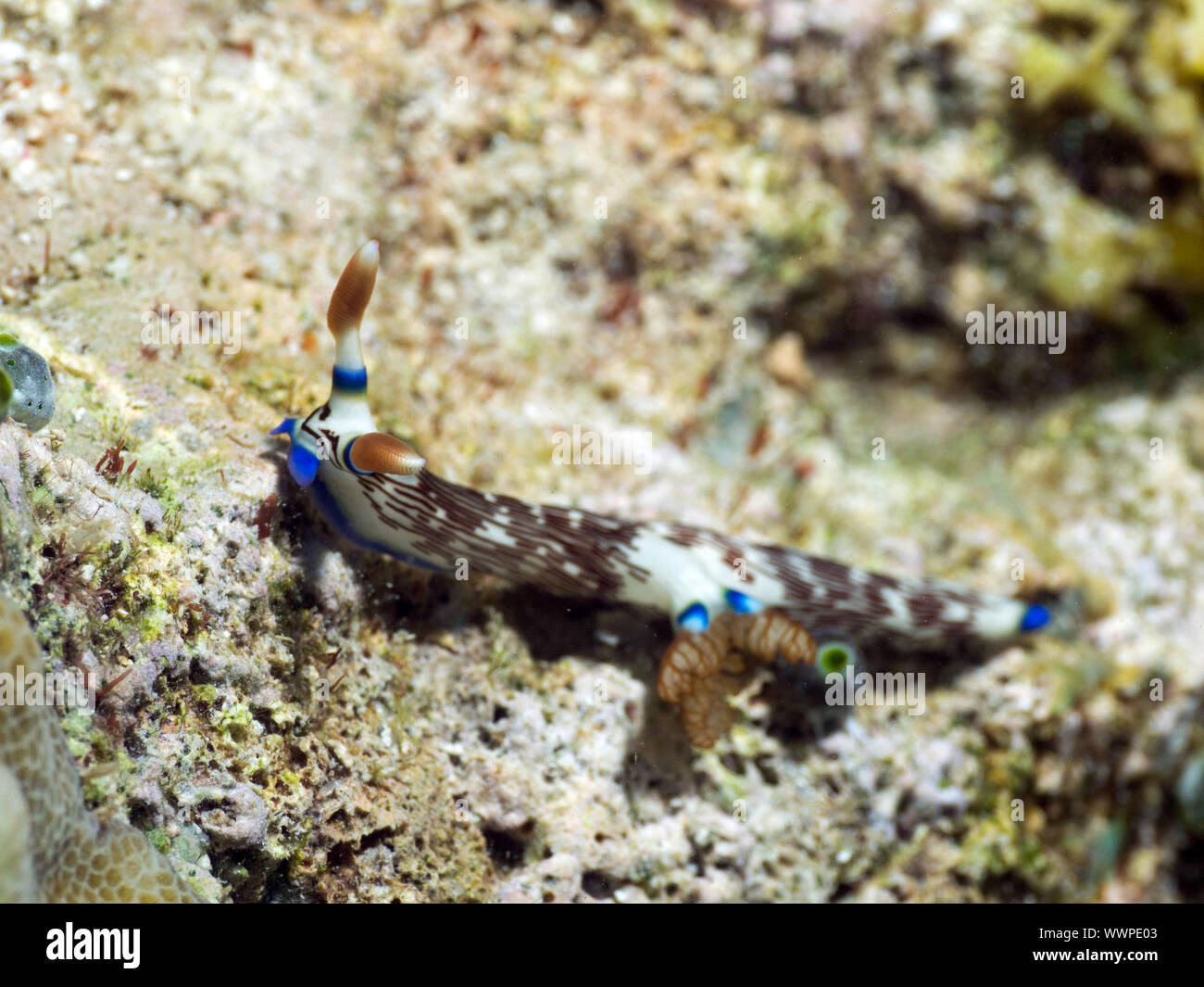 Lineolata nudibranch hi-res stock photography and images - Alamy