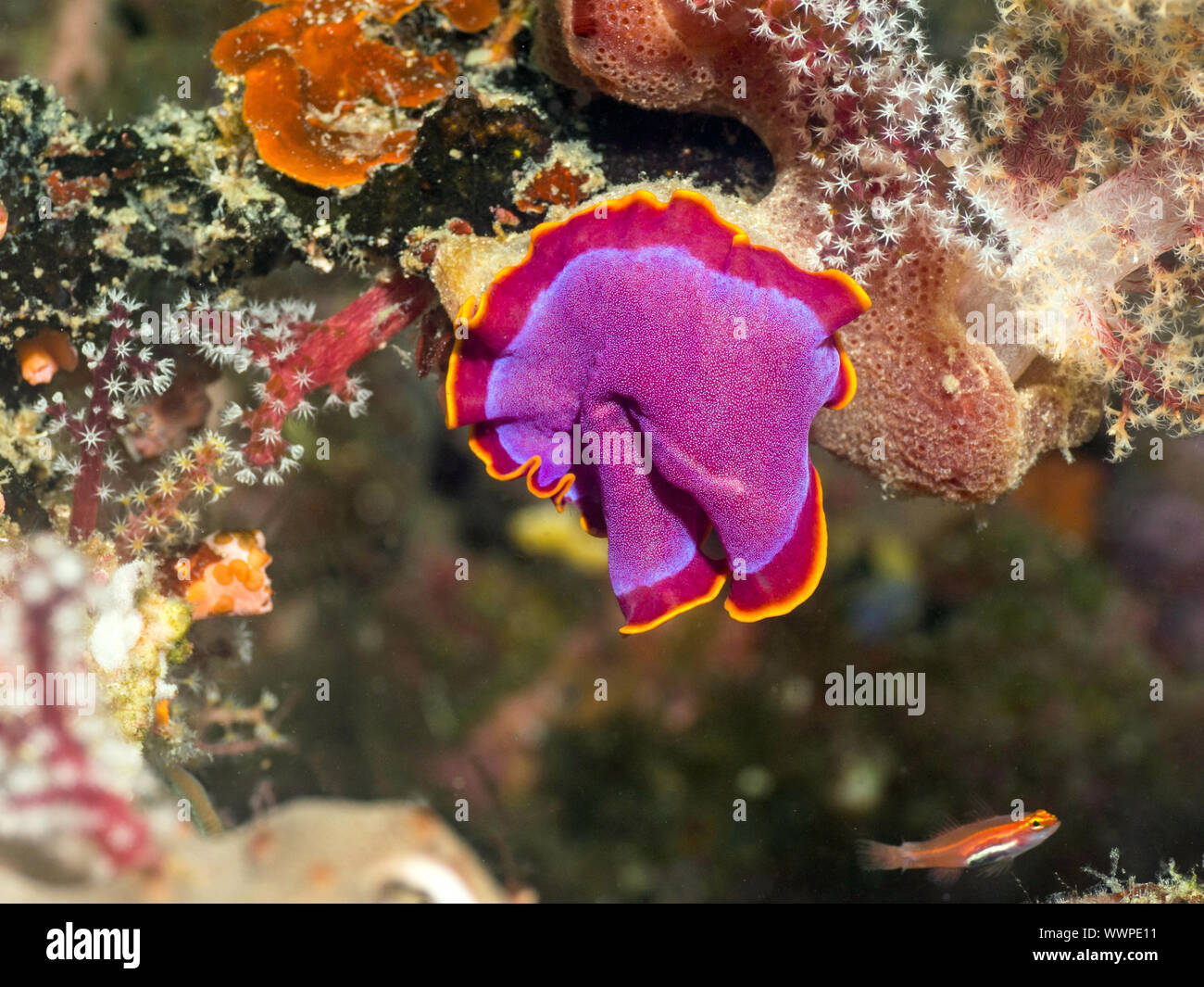 Flatworm not islc hi-res stock photography and images - Alamy