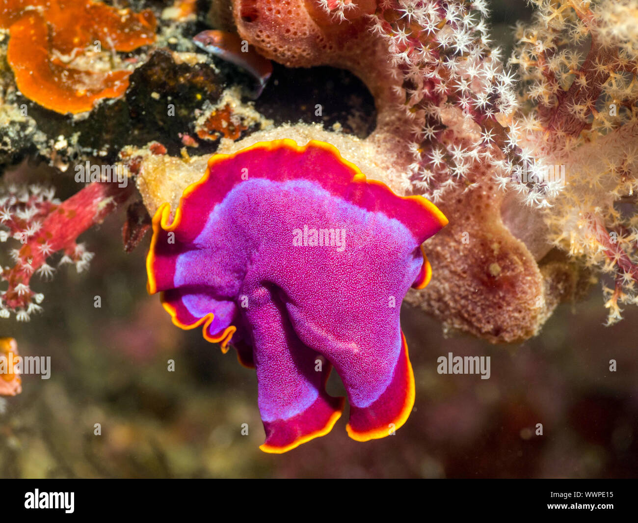 Flatworm not islc hi-res stock photography and images - Alamy