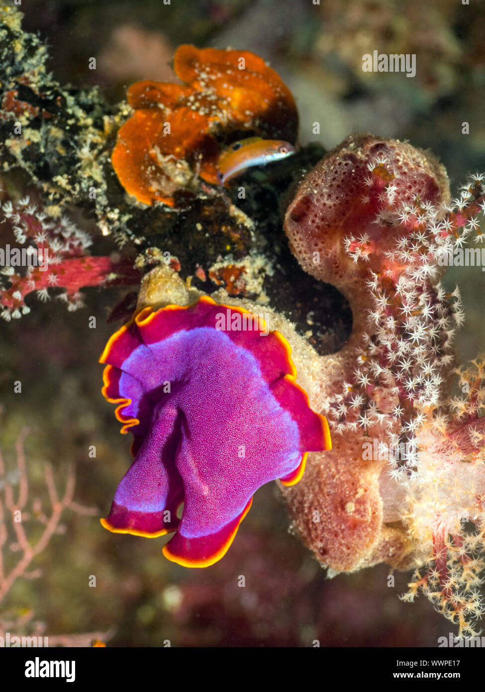 Flatworm not islc hi-res stock photography and images - Alamy