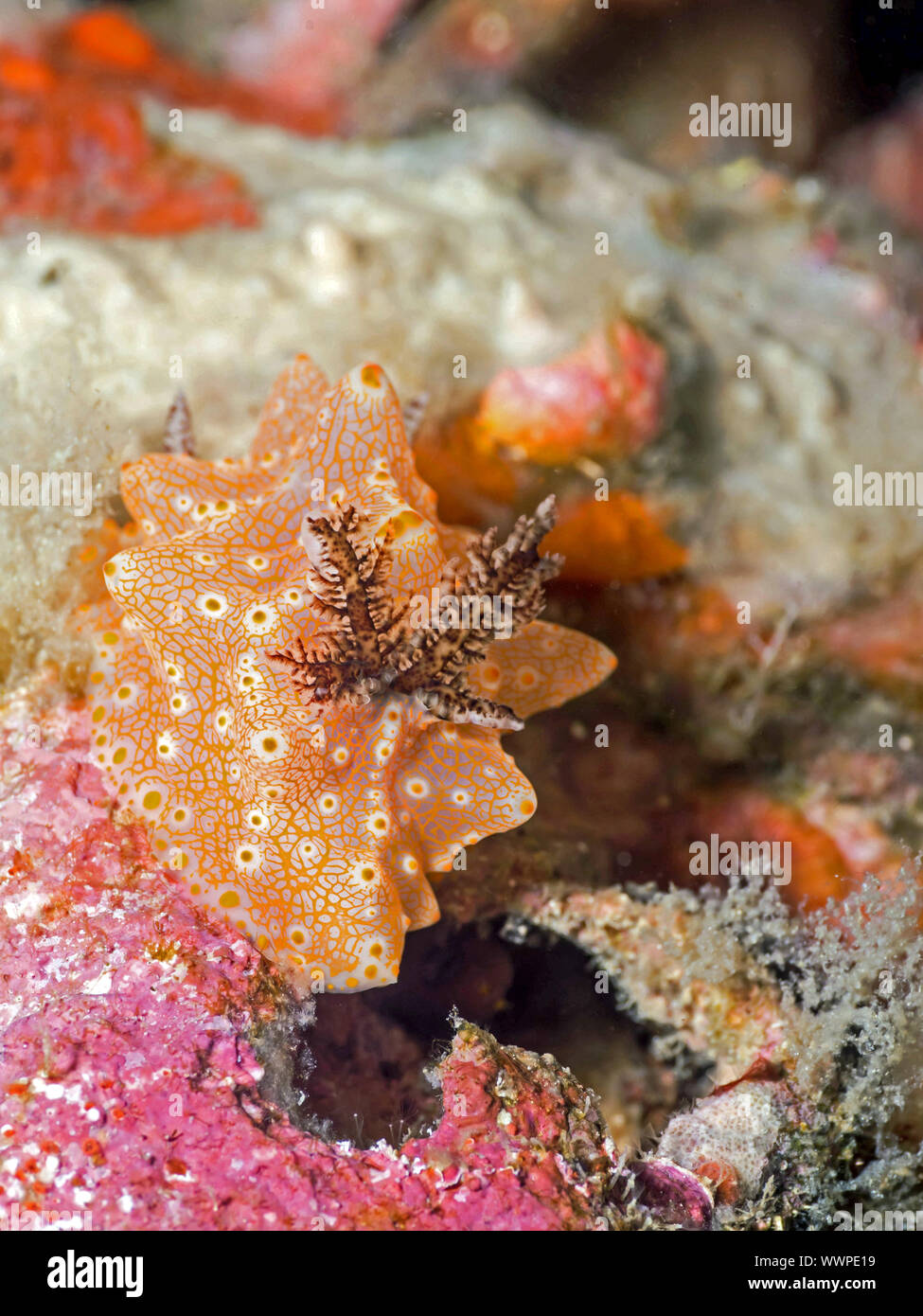 Dorid Nudibranch (Halgerda batangas Stock Photo - Alamy
