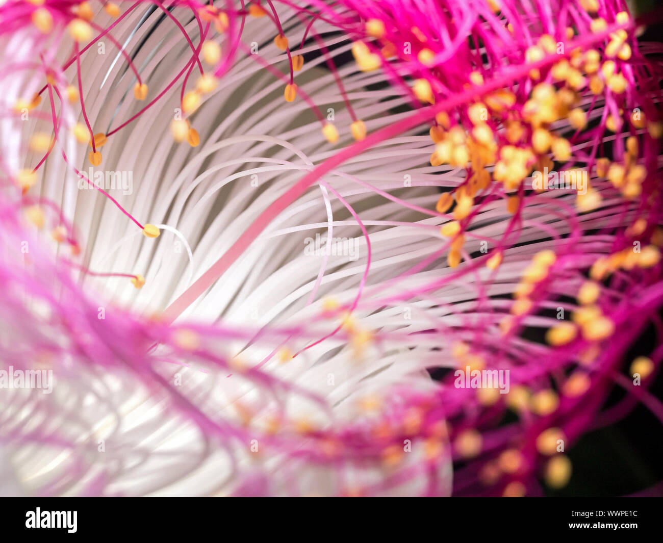 Bituon tree hi-res stock photography and images - Alamy