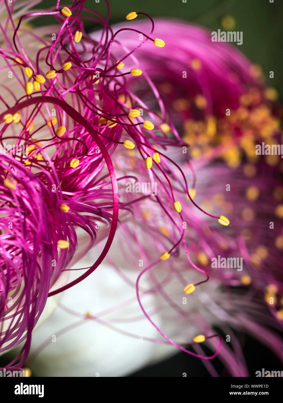 Bituon tree hi-res stock photography and images - Alamy