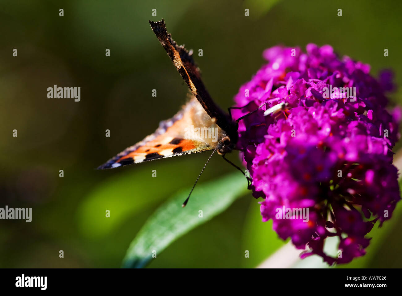Purple butterfly bush hi-res stock photography and images - Alamy
