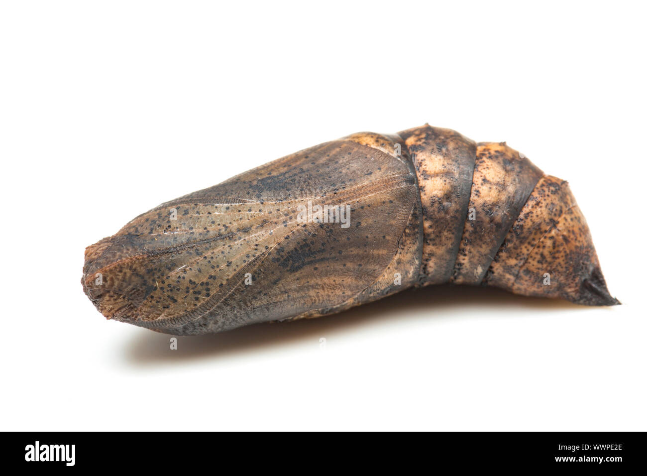 Moth chrysalis hi-res stock photography and images - Alamy