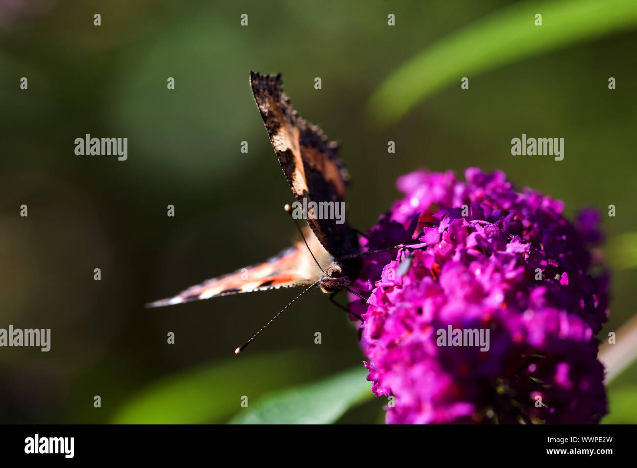 Buttefly orange hi-res stock photography and images - Alamy