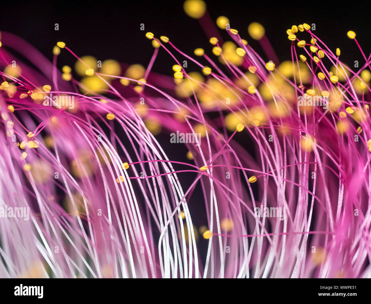 Bituon tree hi-res stock photography and images - Alamy