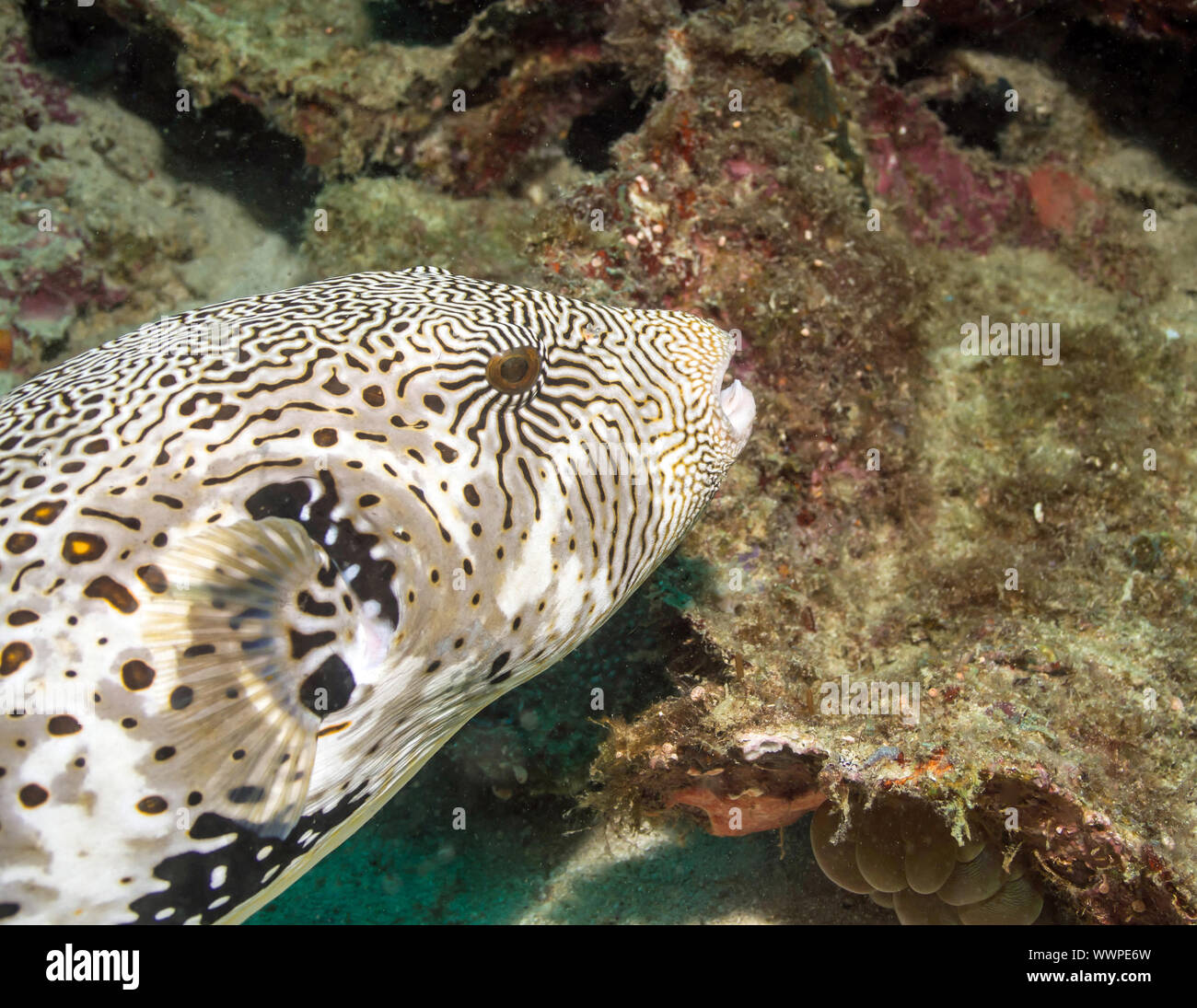Pufferfish underwater hi-res stock photography and images - Alamy Pufferfish underwater hi-res stock photography and images - Alamy