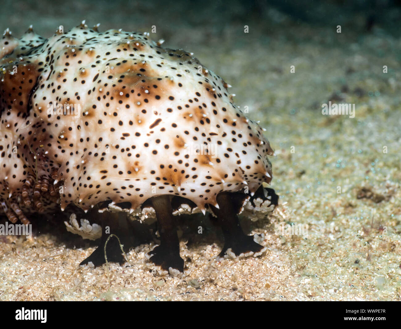 Sea cucumber hi-res stock photography and images - Alamy