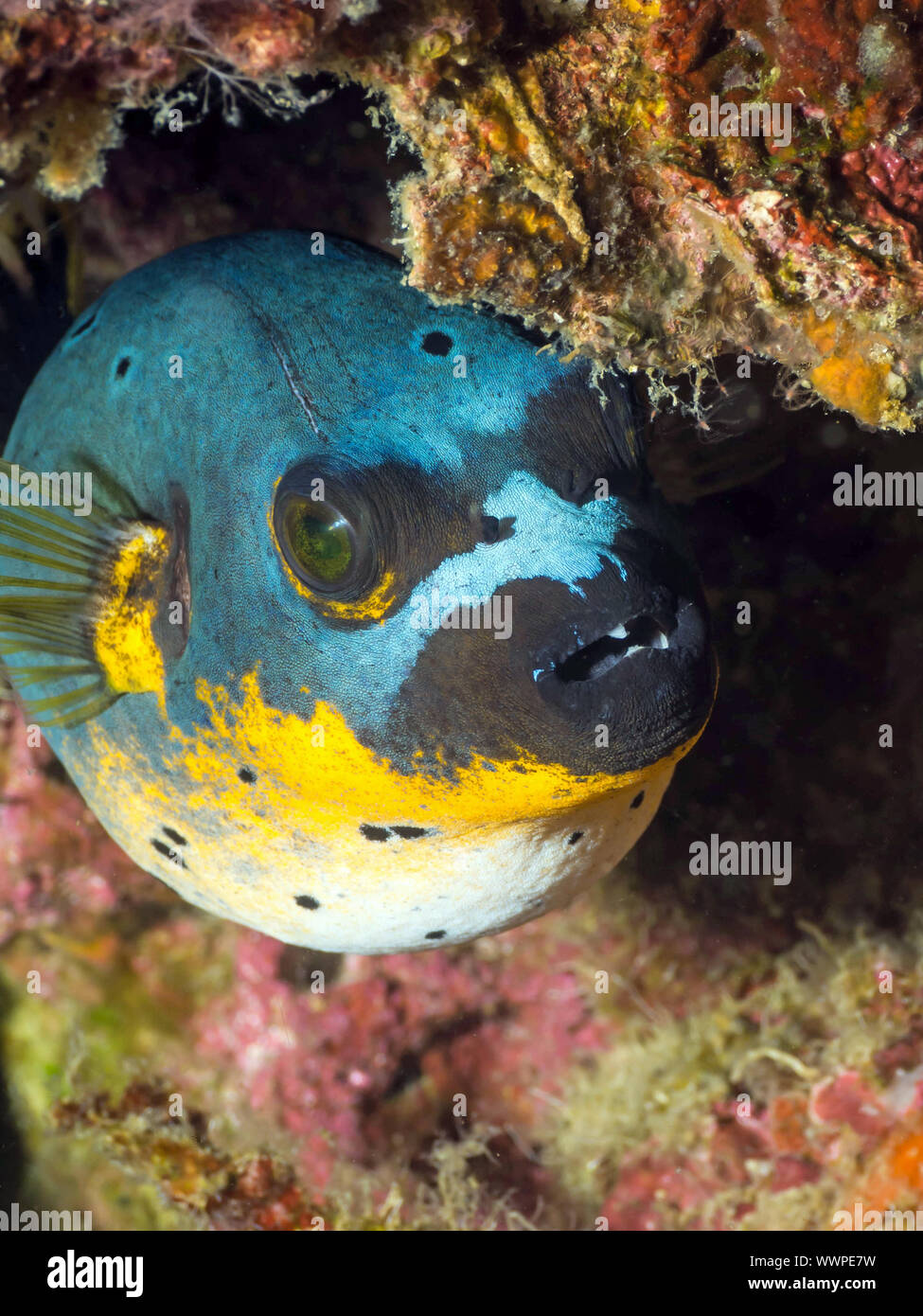 Pufferfish underwater hi-res stock photography and images - Alamy