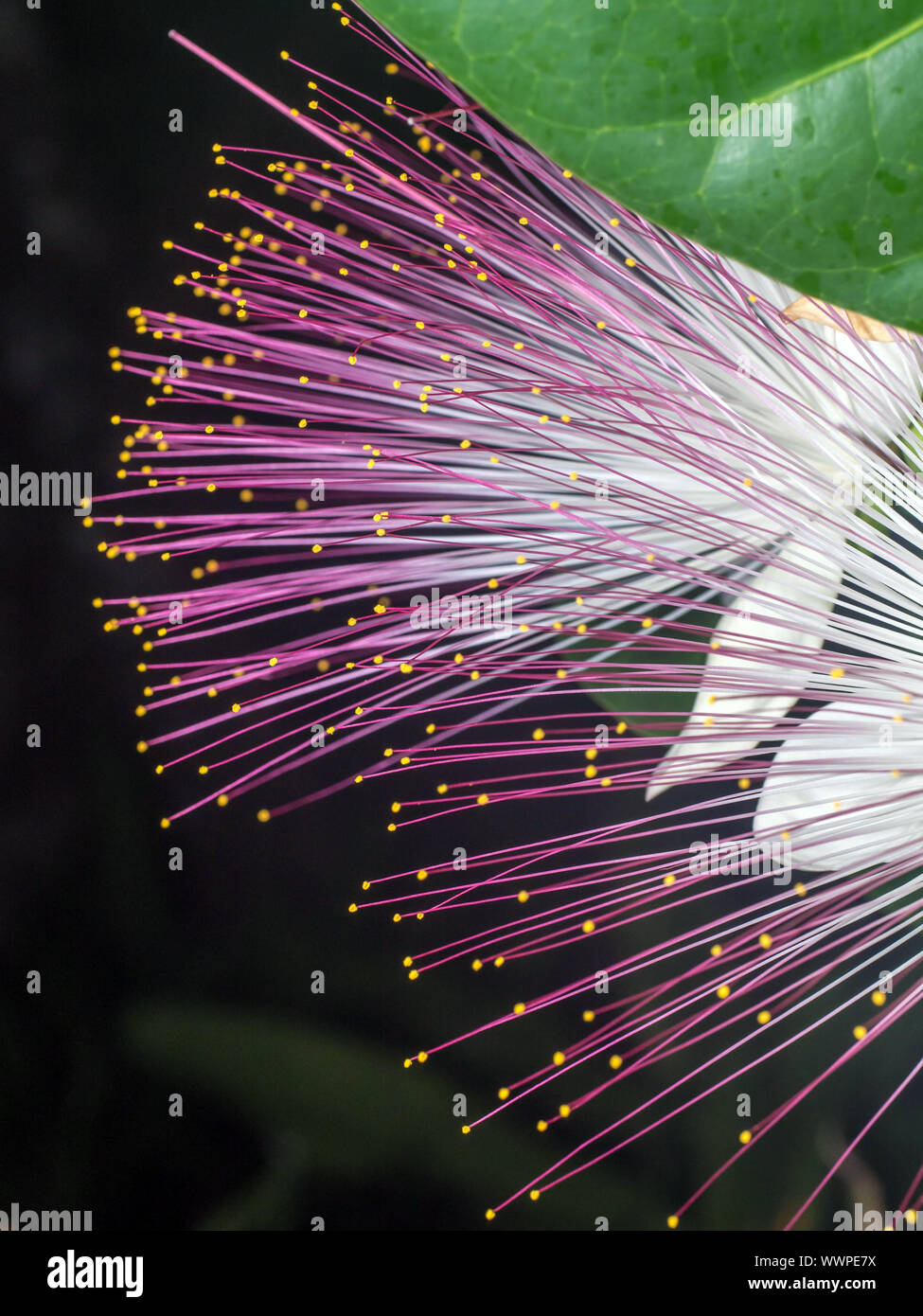 Bituon tree hi-res stock photography and images - Alamy