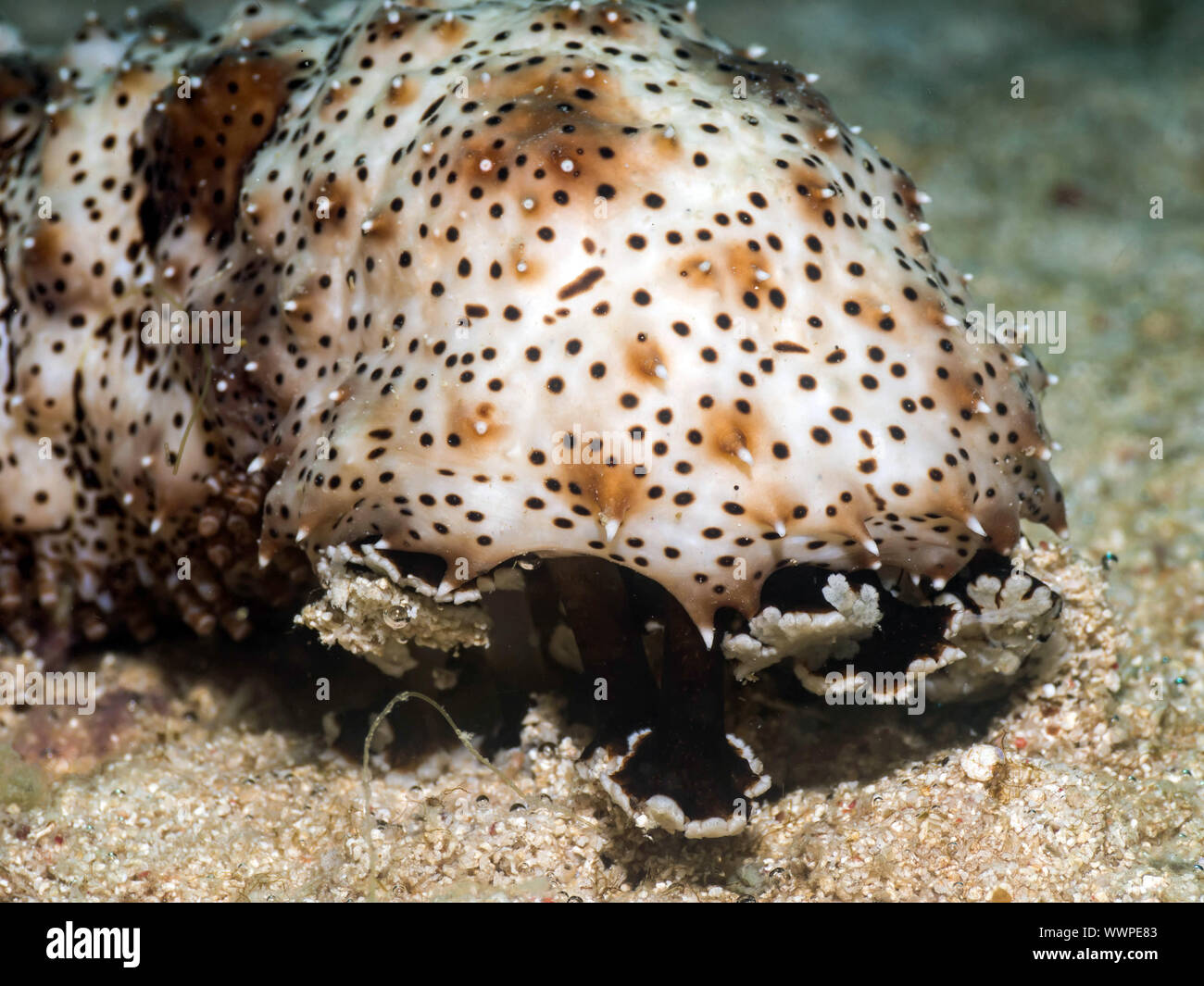 Sea cucumber tentacles hi-res stock photography and images - Alamy