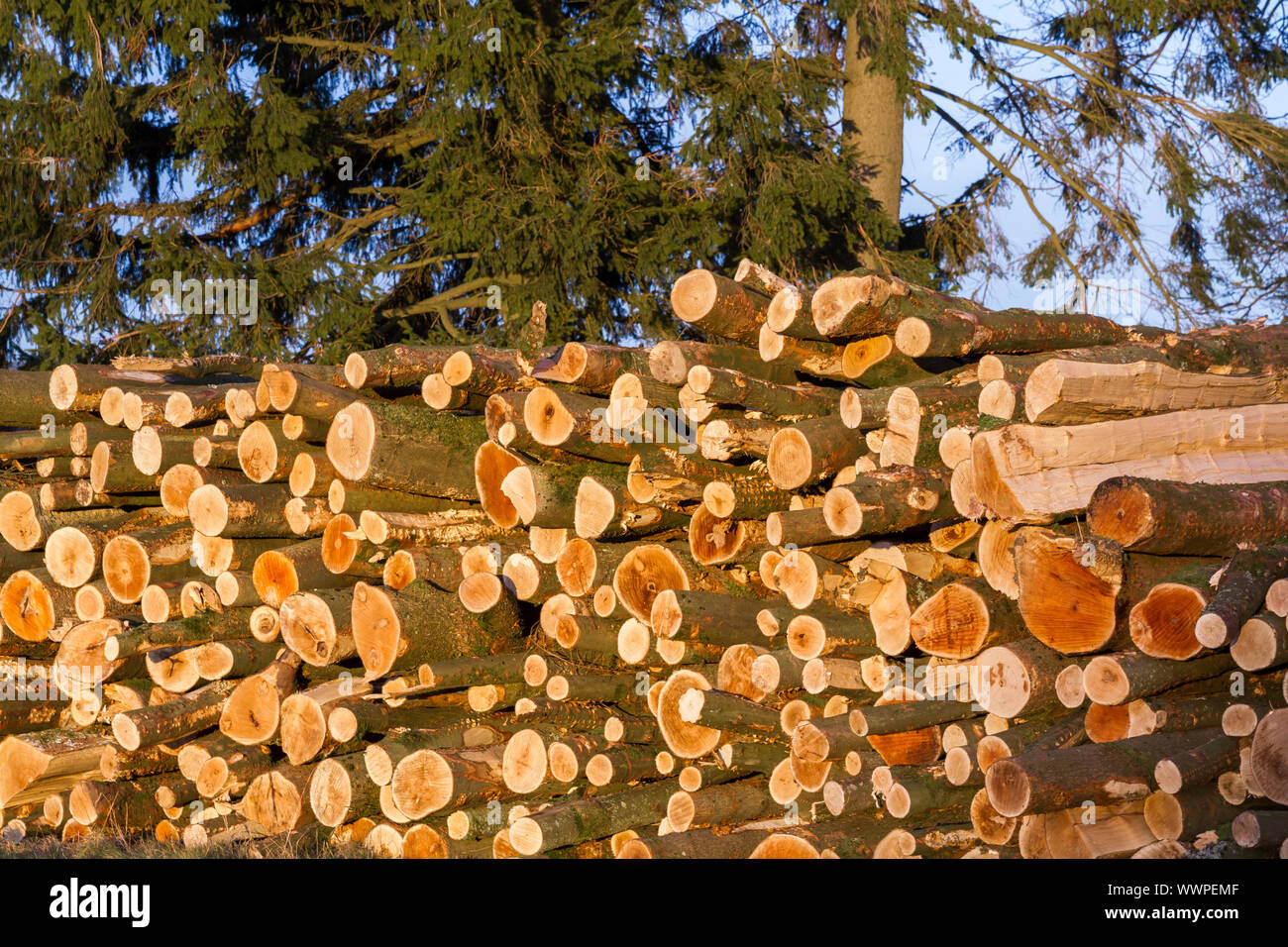 Wood poles hi-res stock photography and images - Alamy